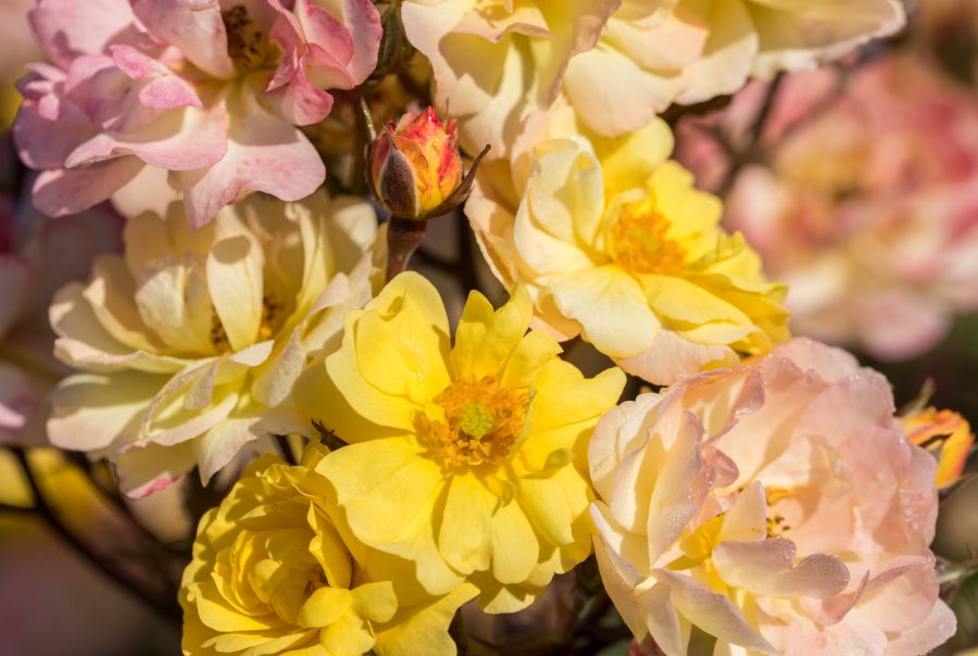 Garden Roses • MEILLAND International