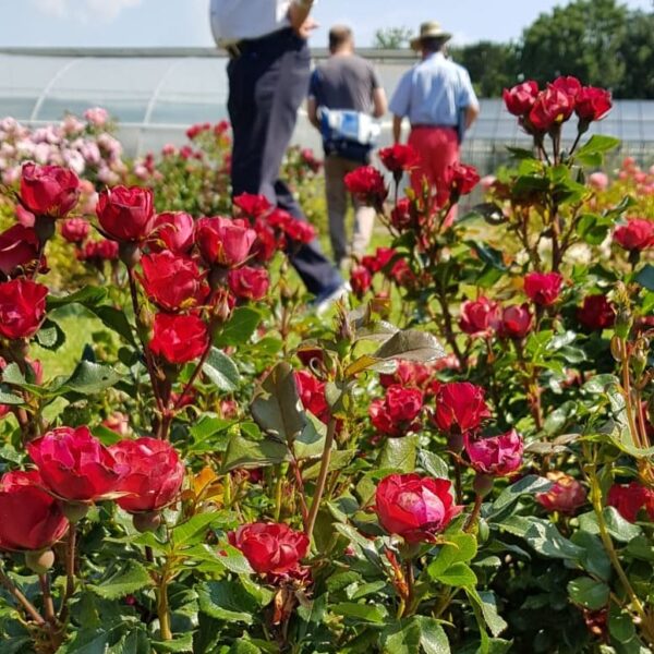 Rose trials Archives • MEILLAND International