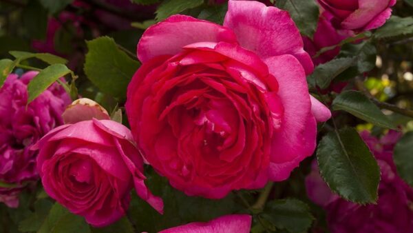 Pink EDEN ROSE® Margaret Mae • MEILLAND International