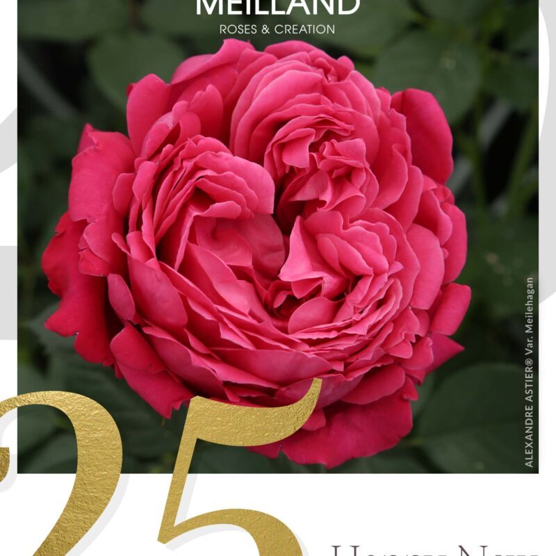 MEILLAND International • Breeding new varieties of roses