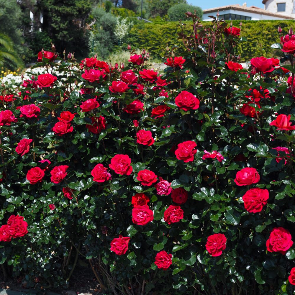 MEILLAND International • Breeding new varieties of roses