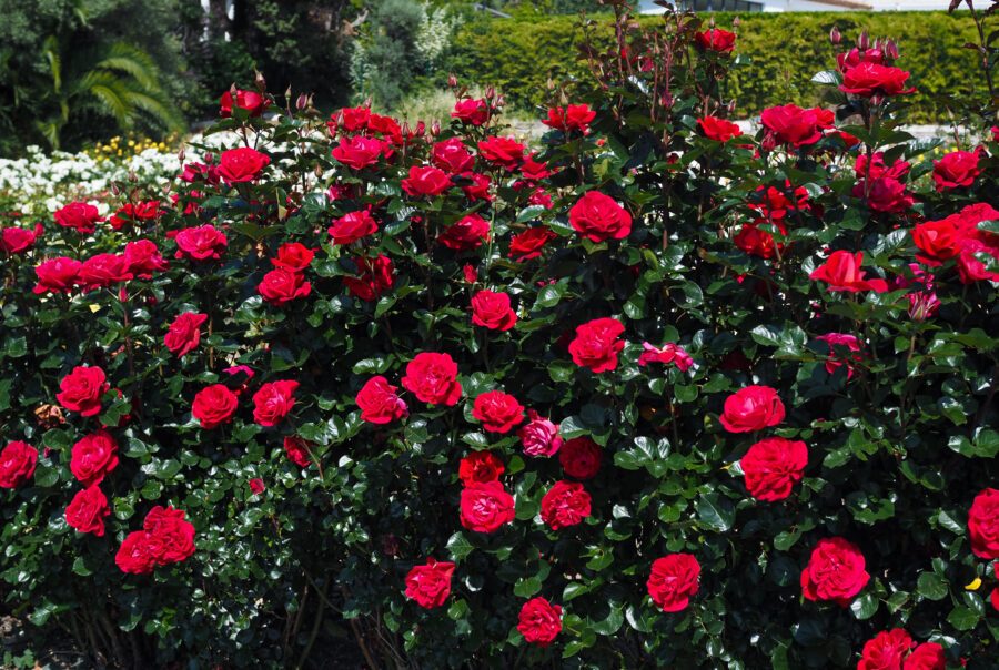 Roseraies Meilland Richardier • MEILLAND International