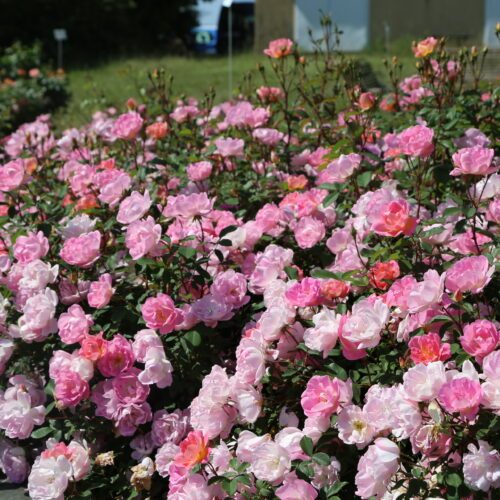 MEILLAND International • Créateurs de nouvelles variétés de roses