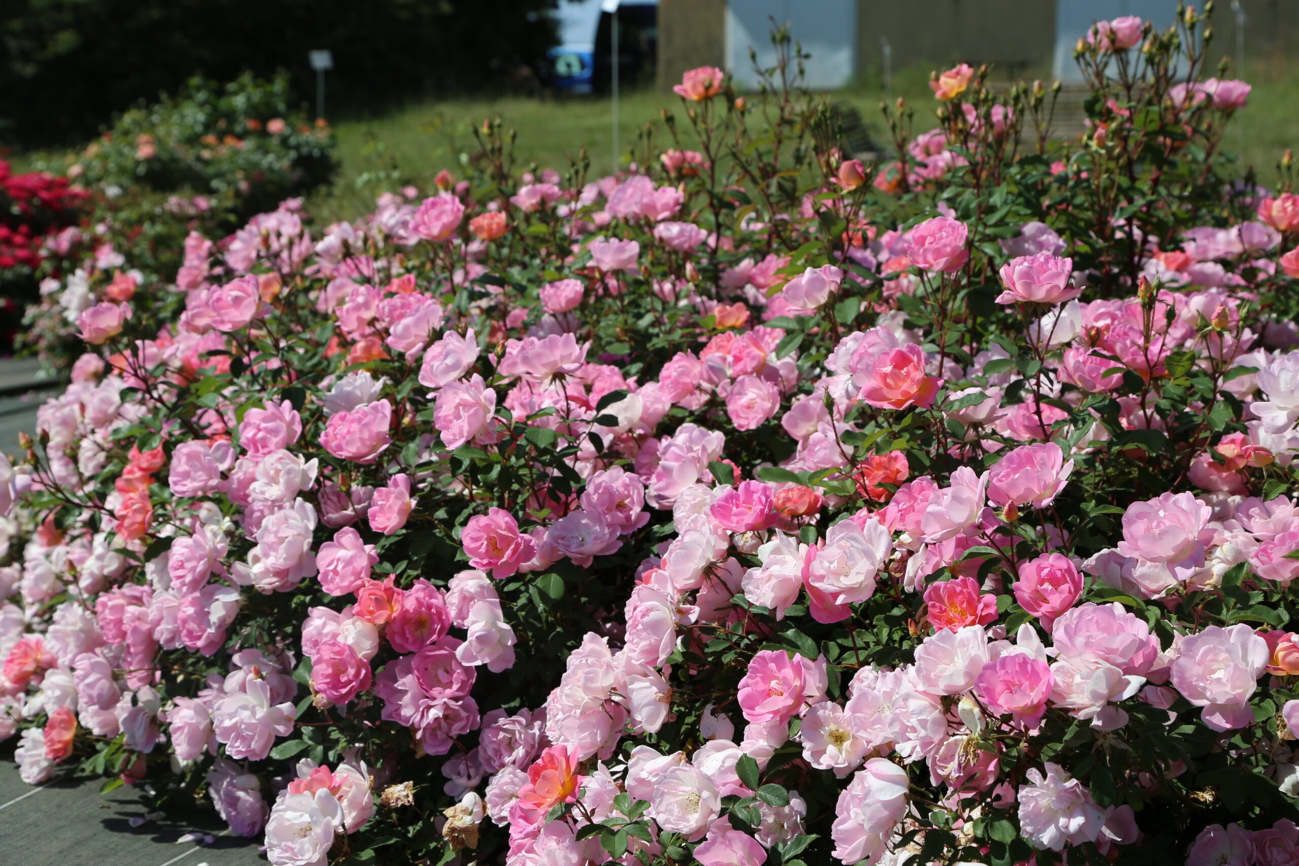 Un baptême à Chantilly ! • MEILLAND International