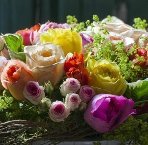 ROMANTICA® Roses • MEILLAND International