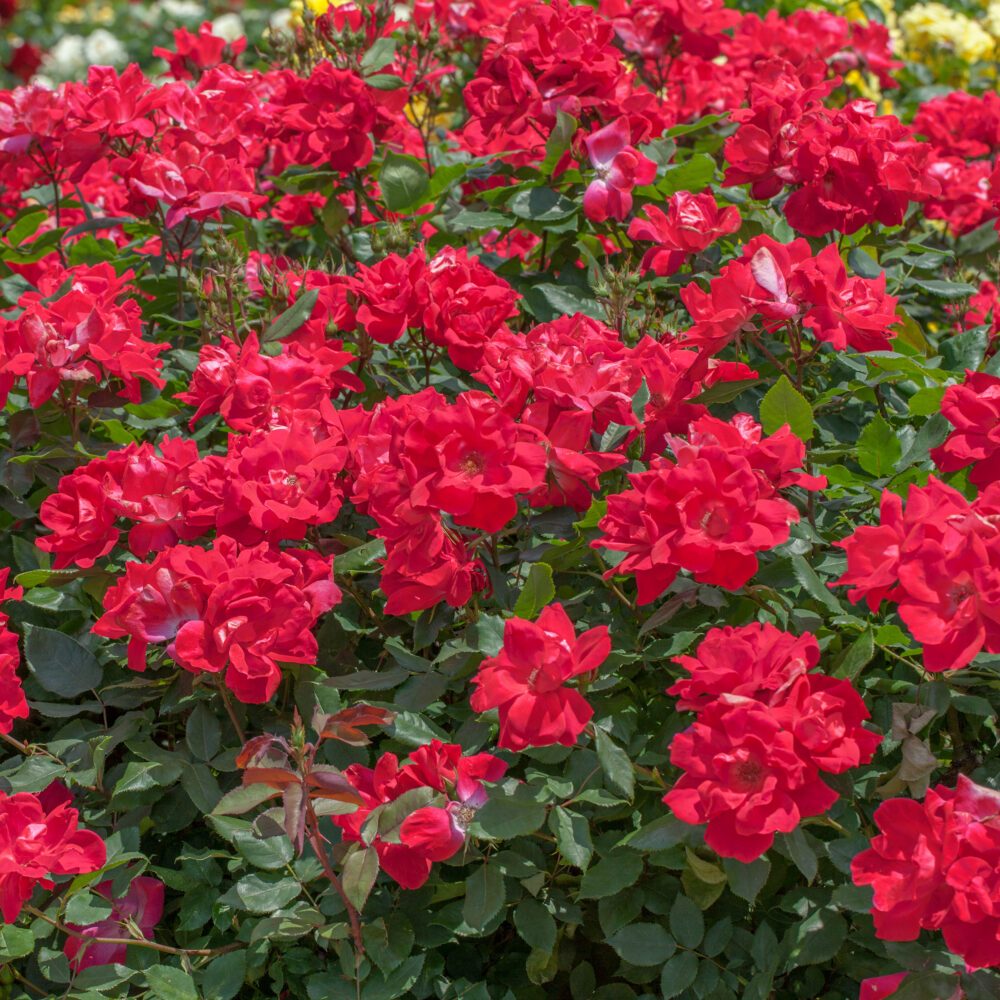 The National KNOCK OUT® Rose Day is officially recognized in the United ...