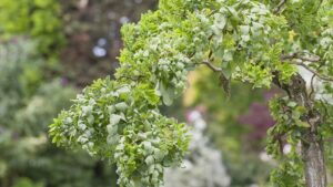 Robinia TWISTY BABY® var. Lace Lady • SNP • Meilland International