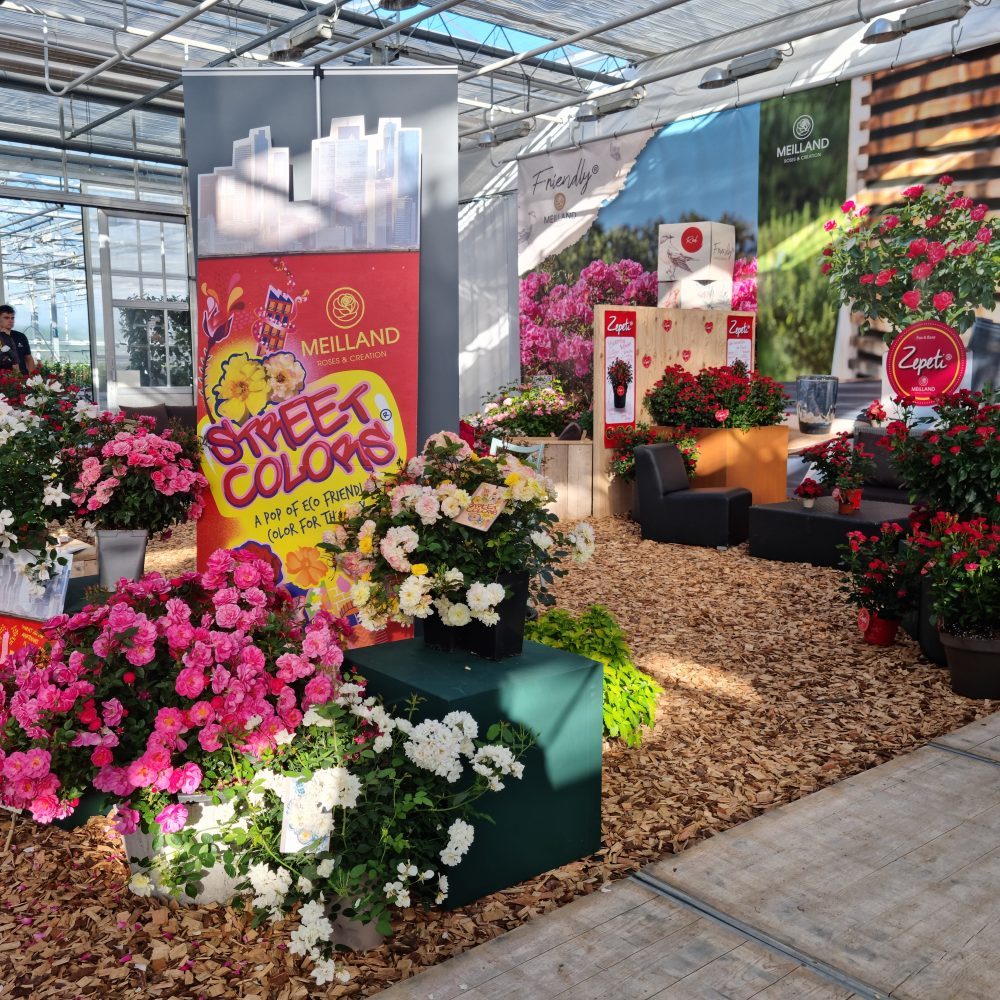 MEILLAND International • Breeding new varieties of roses