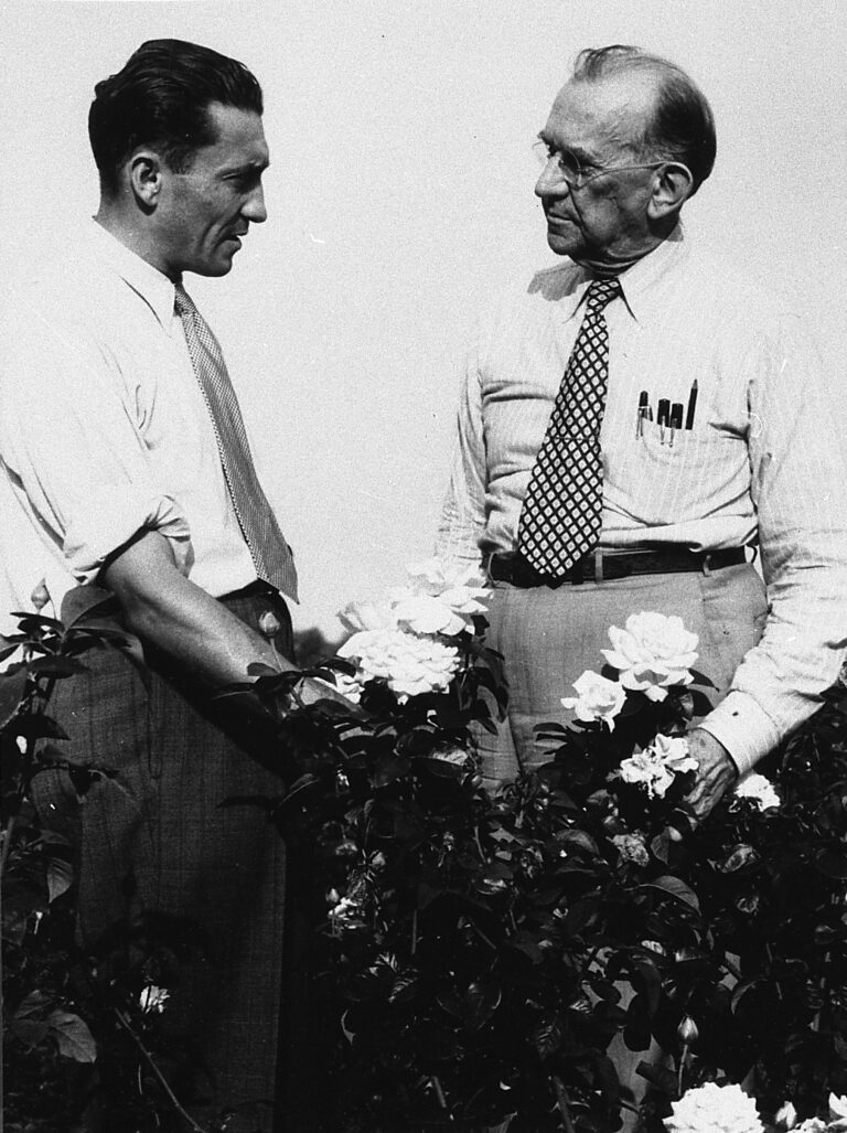 Let's celebrate 90 years of the Meilland/Star Roses and Plant ...