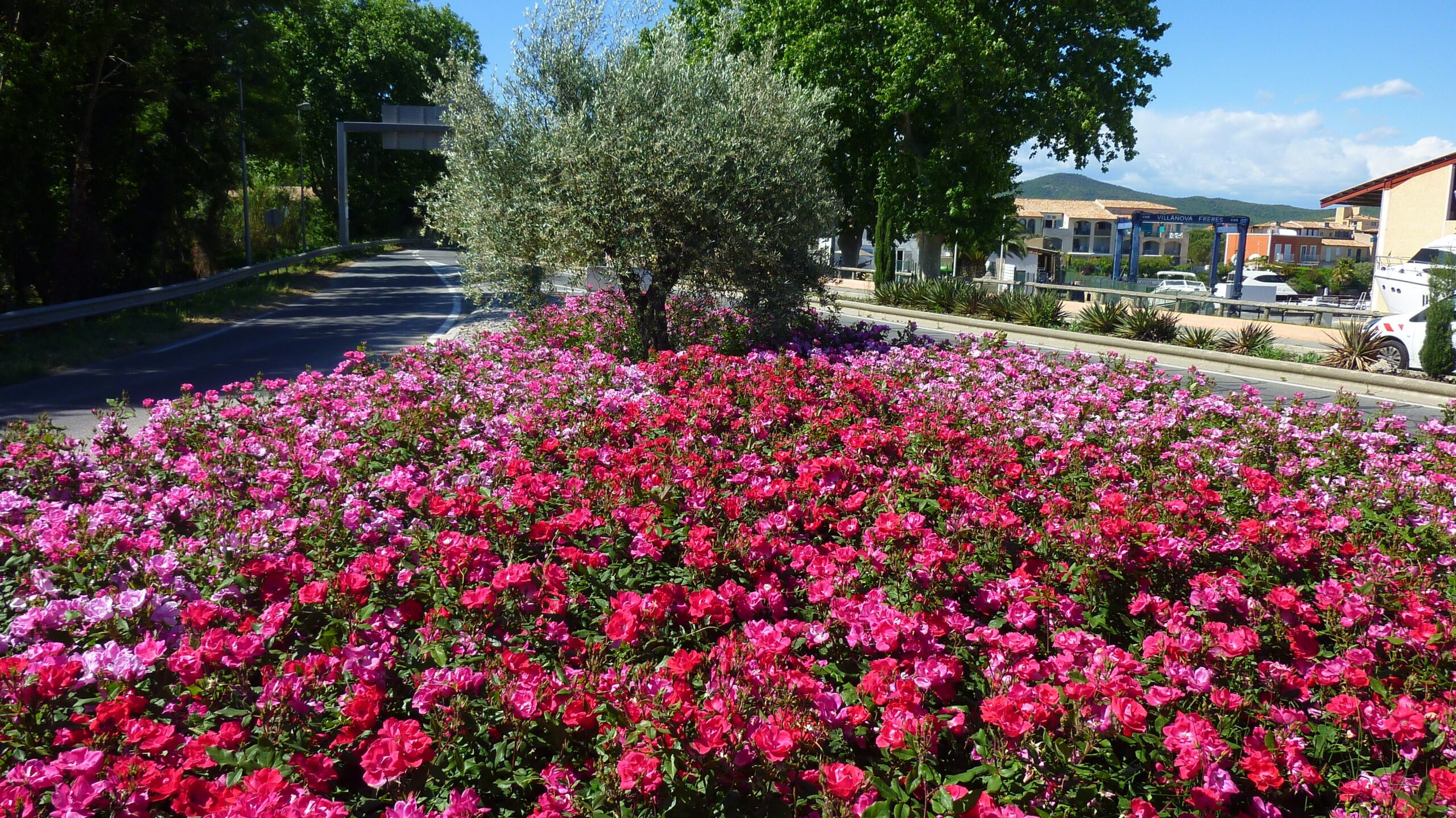 The National KNOCK OUT® Rose Day is officially recognized in the United ...