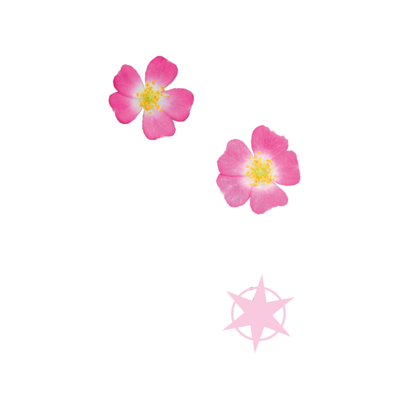 Gamme de rosiers GALAXY® • MEILLAND International