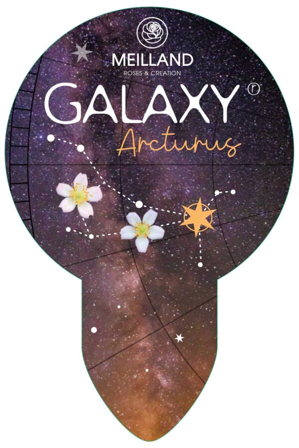 Gamme de rosiers GALAXY® • MEILLAND International