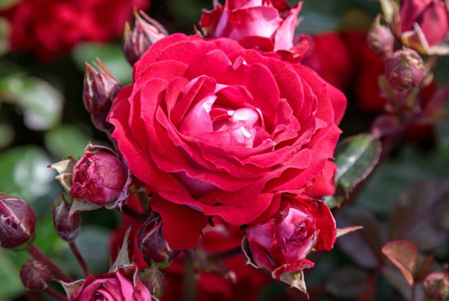 Garden Roses • MEILLAND International