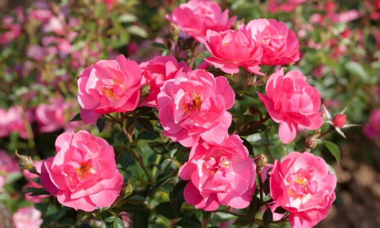 Jolie PROVENCE® Meilegase • MEILLAND International