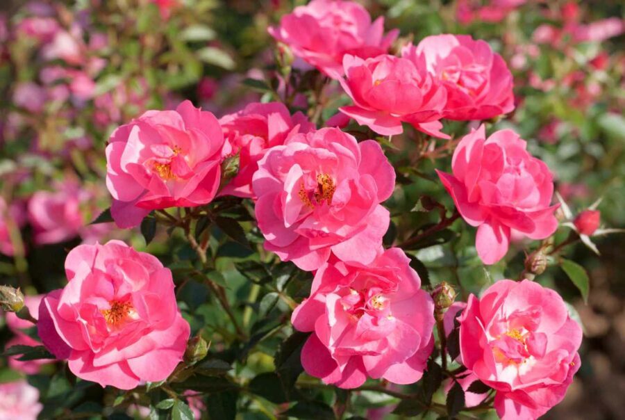 Garden Roses • MEILLAND International