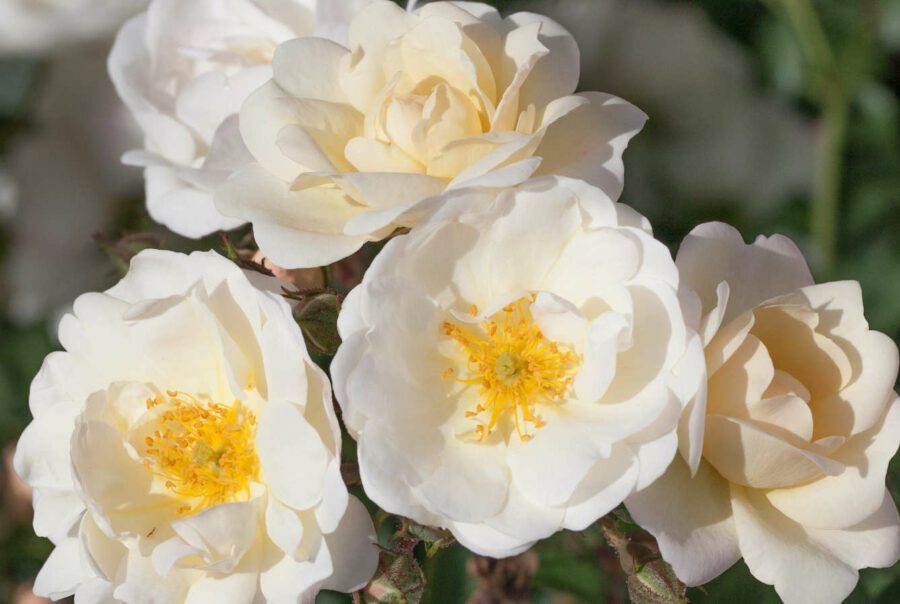 Garden Roses • MEILLAND International