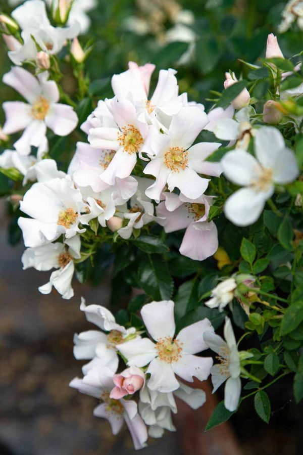 STREET COLORS® family of roses • MEILLAND International