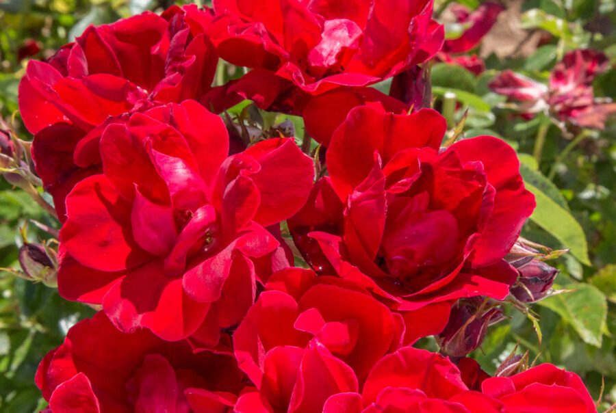 Garden Roses • MEILLAND International