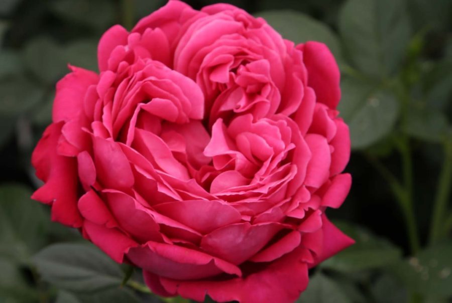 ROMANTICA® Roses • MEILLAND International