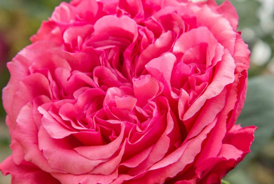 ROMANTICA® Roses • MEILLAND International