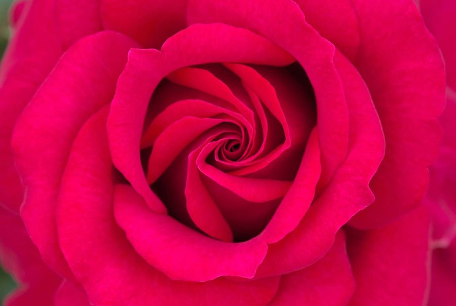 Variétés de rosiers de Jardin • MEILLAND International