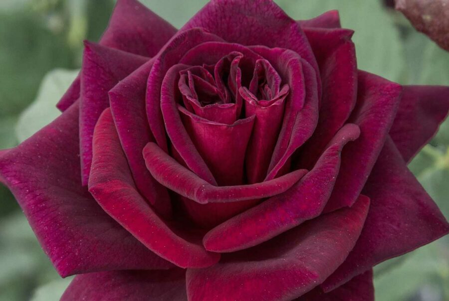 Variétés de rosiers de Jardin • MEILLAND International