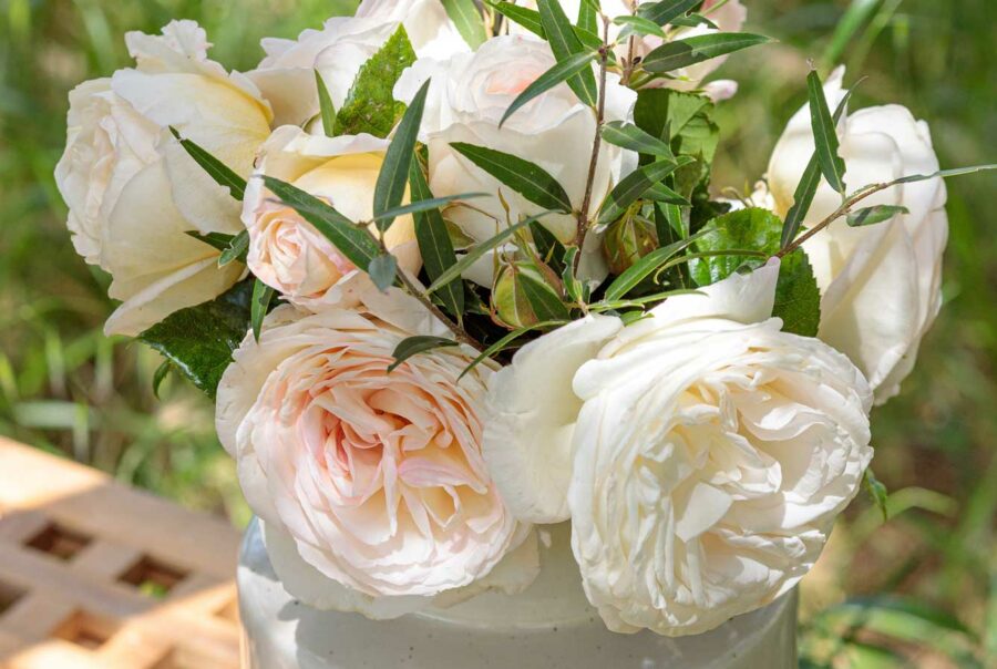 ROMANTICA® Roses • MEILLAND International