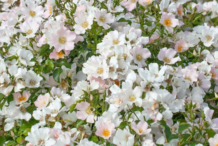 Garden Roses • MEILLAND International