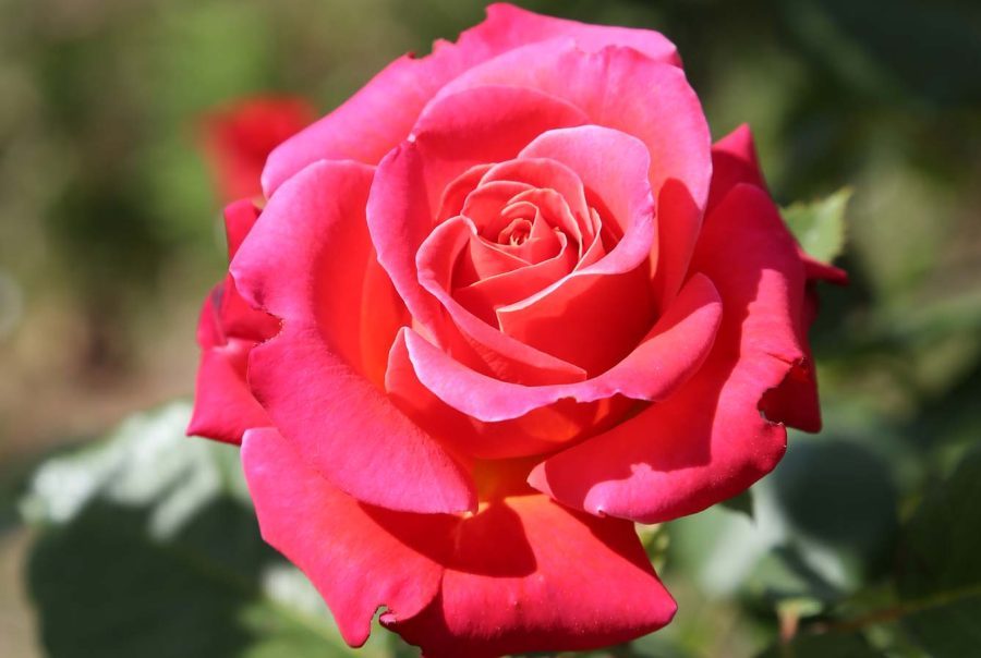 Variétés de rosiers de Jardin • MEILLAND International