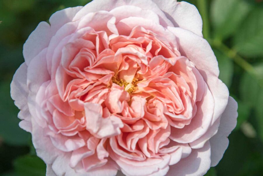 ROMANTICA® Roses • MEILLAND International