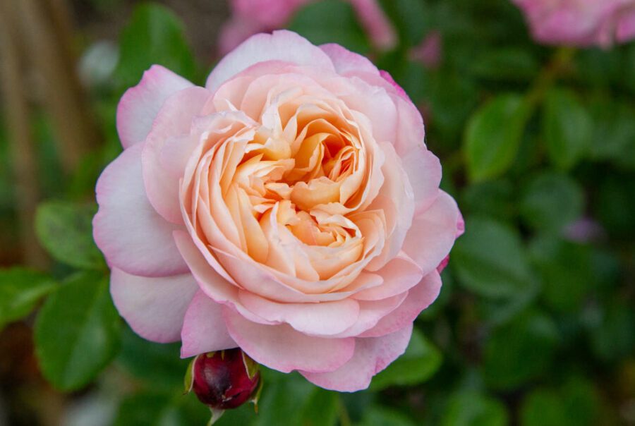 ROMANTICA® Roses • MEILLAND International