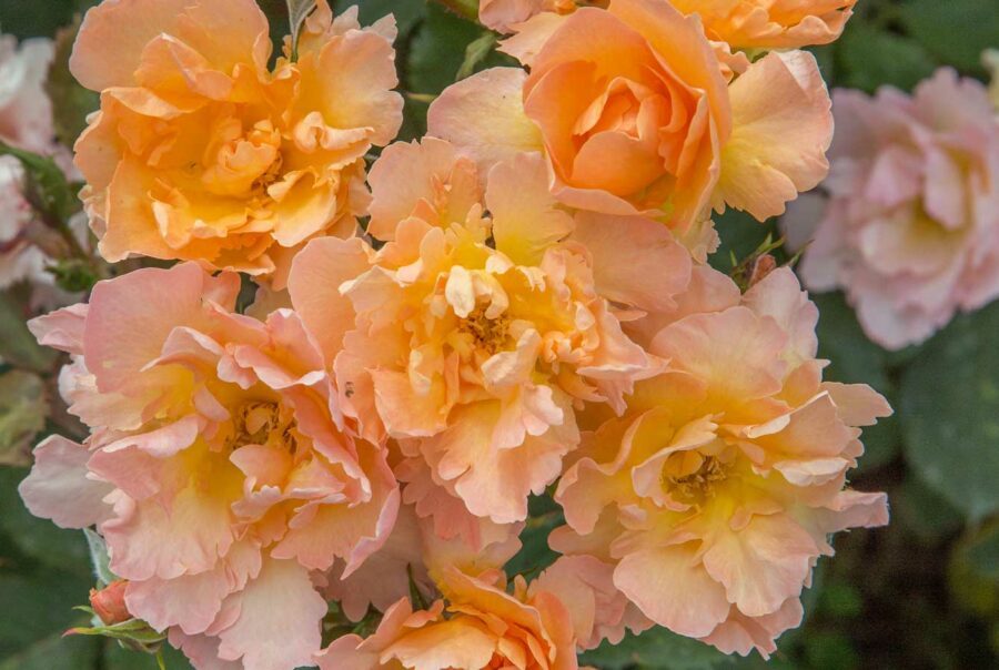Garden Roses • MEILLAND International