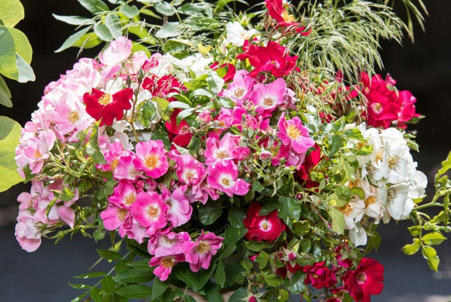 Variétés de rosiers de Jardin • MEILLAND International