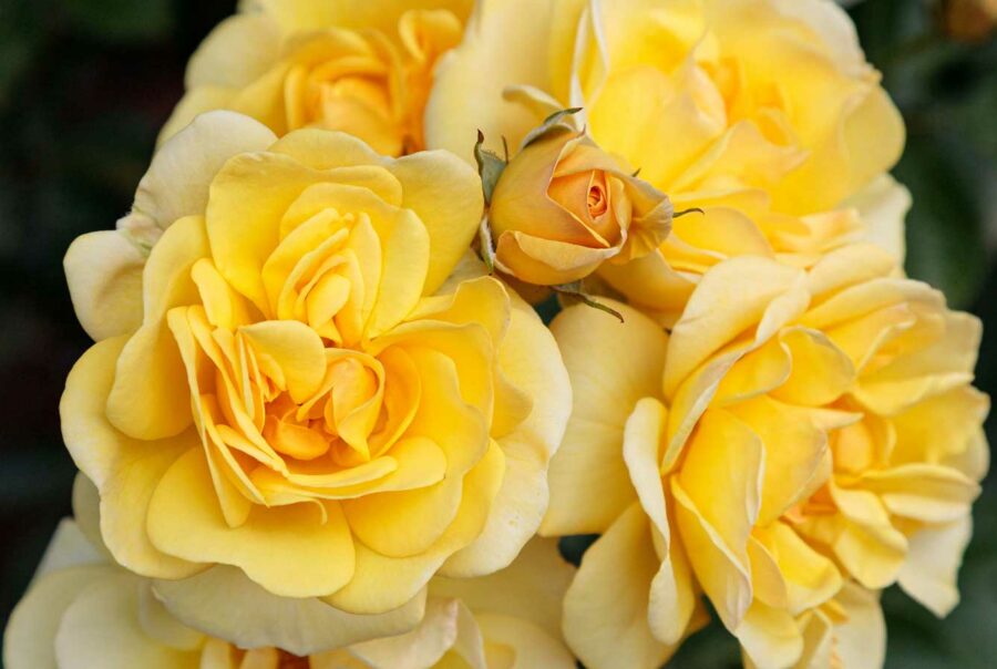 Variétés de rosiers de Jardin • MEILLAND International