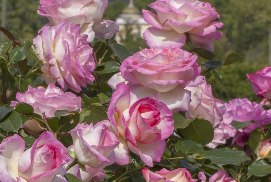 Variétés de rosiers de Jardin • MEILLAND International