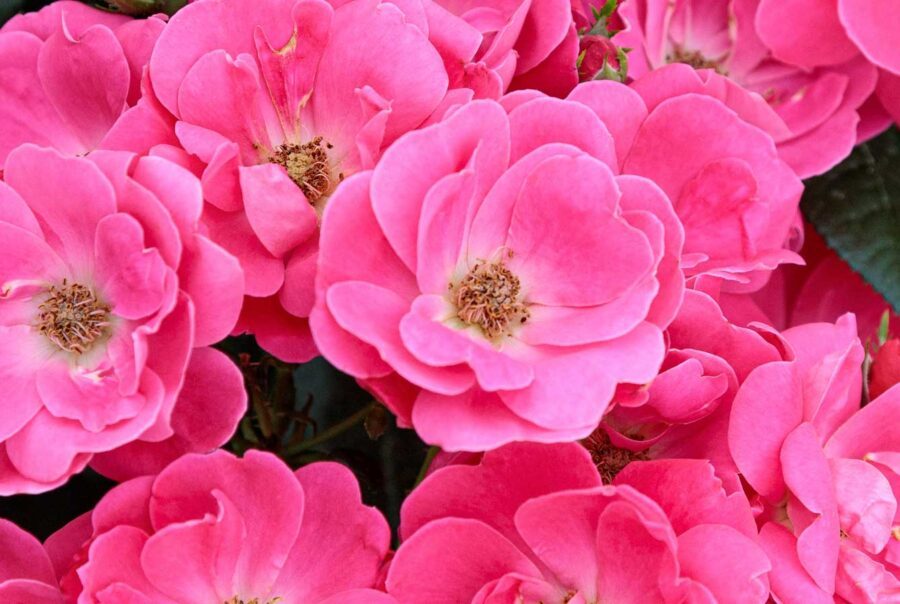 MEIDILAND® Roses • MEILLAND International