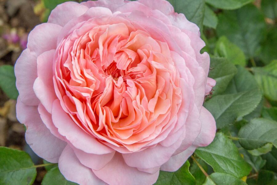 ROMANTICA® Roses • MEILLAND International