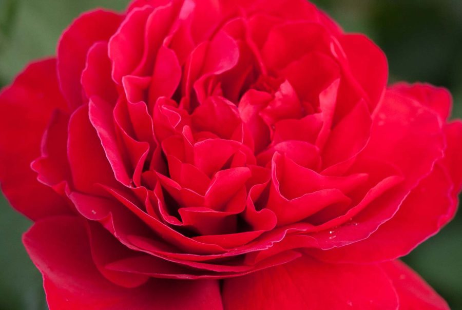 Variétés de rosiers de Jardin • MEILLAND International