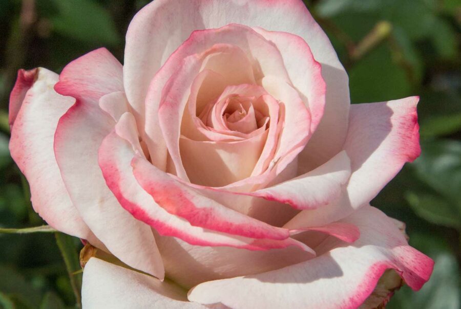 Garden Roses • MEILLAND International