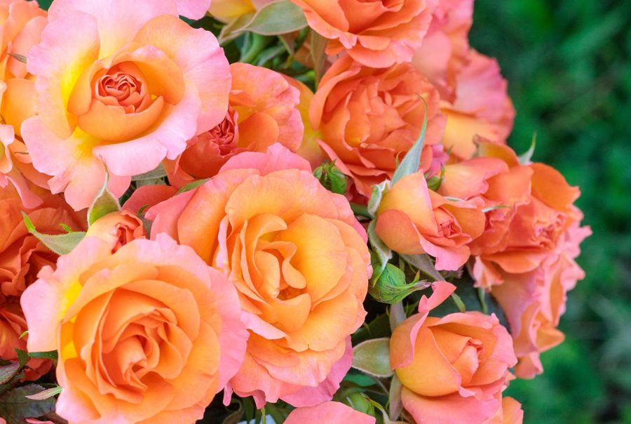 Les 'Classics' de MEILLAND® • MEILLAND International