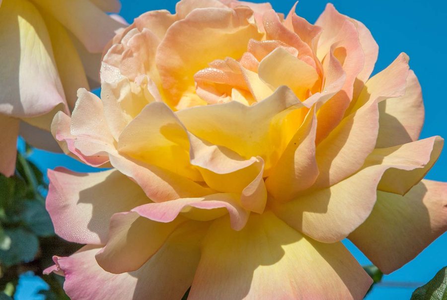 Variétés de rosiers de Jardin • MEILLAND International