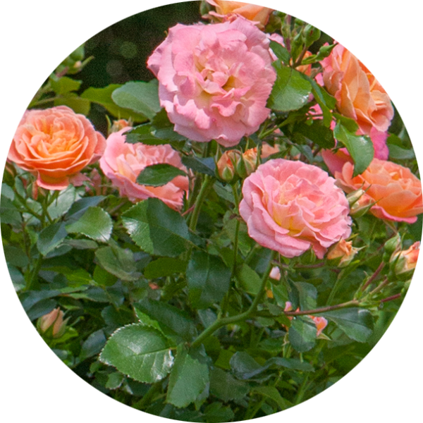 Landscape Roses Collection • MEILLAND International