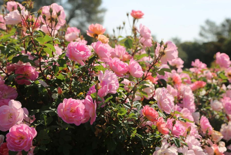 MEIDILAND® Roses • MEILLAND International