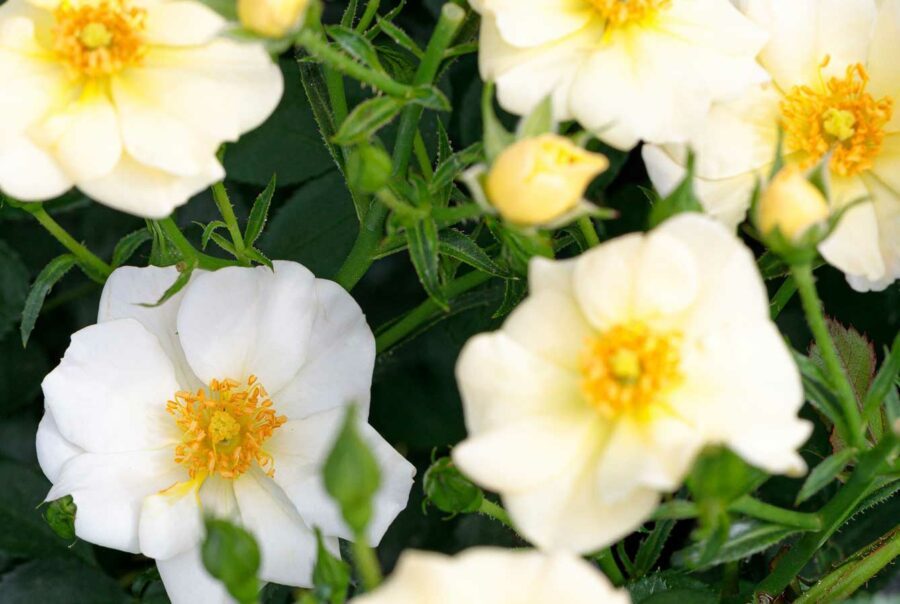 Garden Roses • MEILLAND International