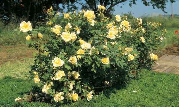 RUSTICA® II Moryelrug • MEILLAND International