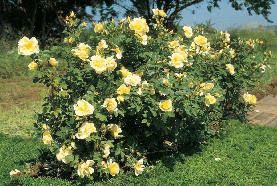 Garden Roses • MEILLAND International