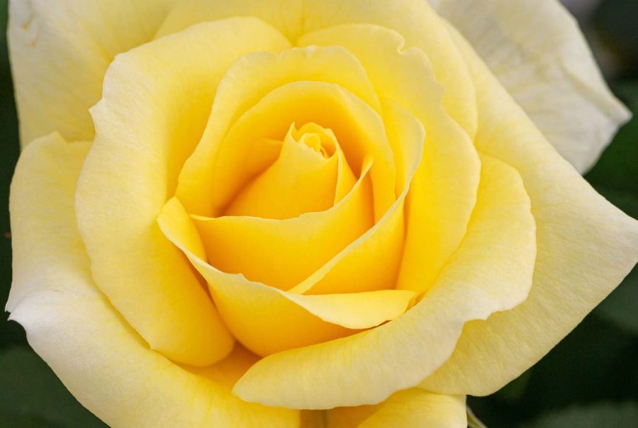 Garden Roses • MEILLAND International