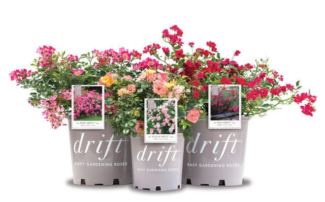 DRIFT® Family of Roses • MEILLAND International