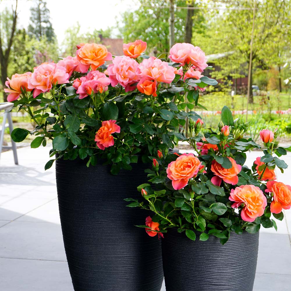 Sugar CANDY ROSE® Meiconfiz • MEILLAND International