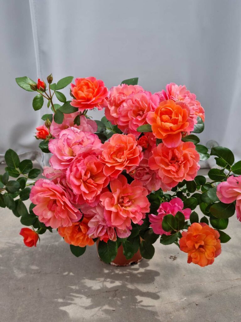 Sugar CANDY ROSE® Meiconfiz • MEILLAND International